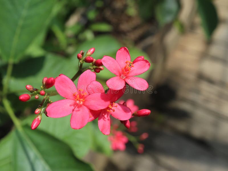 Little red flowers stock image. Image of blossom, flowers - 199180091
