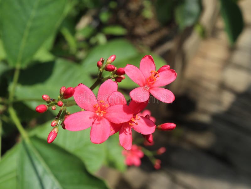 Little red flowers stock photo. Image of green, flower - 199180108