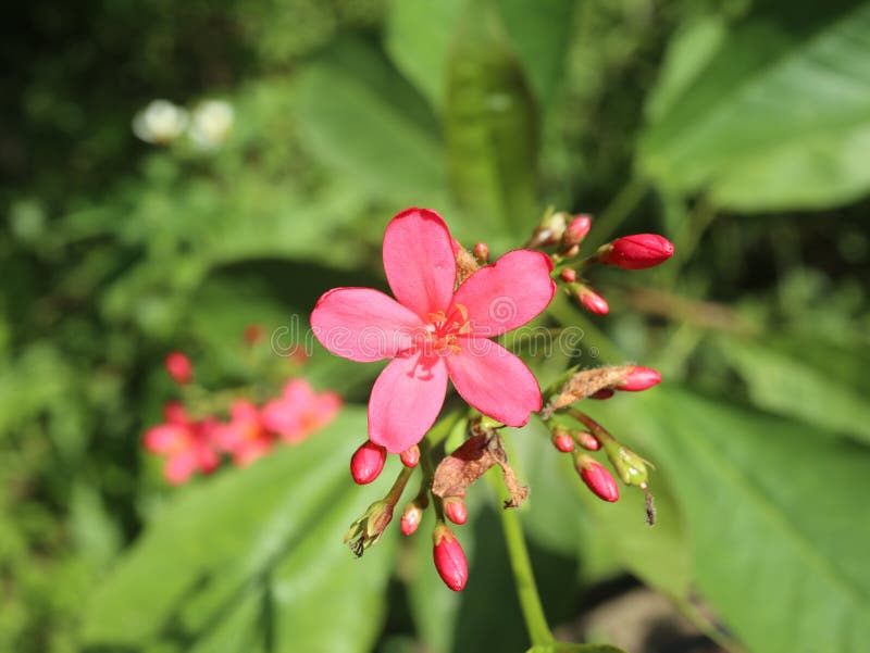 Little red flowers stock photo. Image of flowers, blossom - 199180124