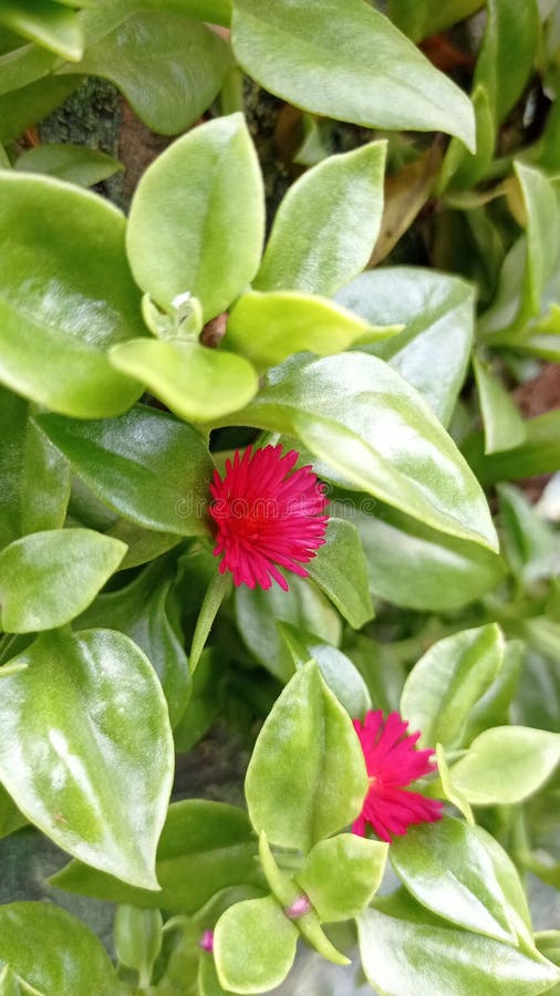 Little Red Flowers Bloom on the Garden Stock Photo - Image of petal ...