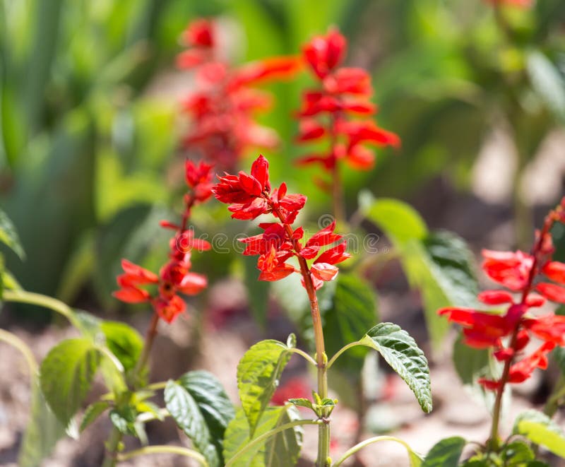 Little Red Flowers on the Ground in Nature Stock Photo - Image of ...