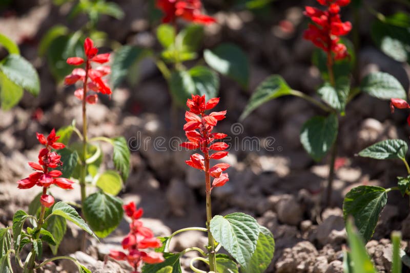 Little Red Flowers on the Ground in Nature Stock Photo - Image of ...
