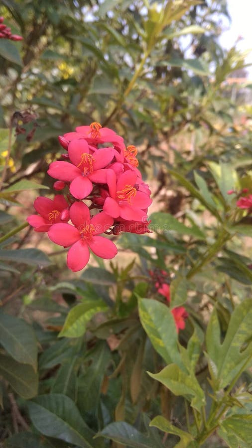 A Little Red Flowers on the Tree Stock Photo - Image of garden, little ...