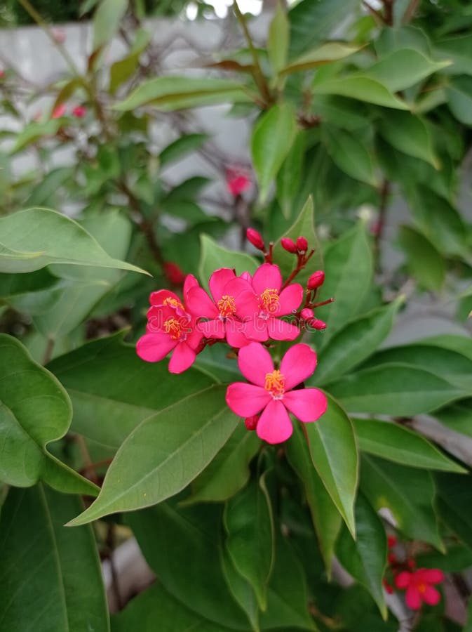 Little Red Flowers in the Yard Stock Photo - Image of aesthetic, yard ...