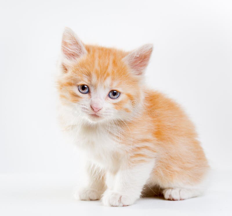 Little red kitten stock photo. Image of blue, kitten - 35650672