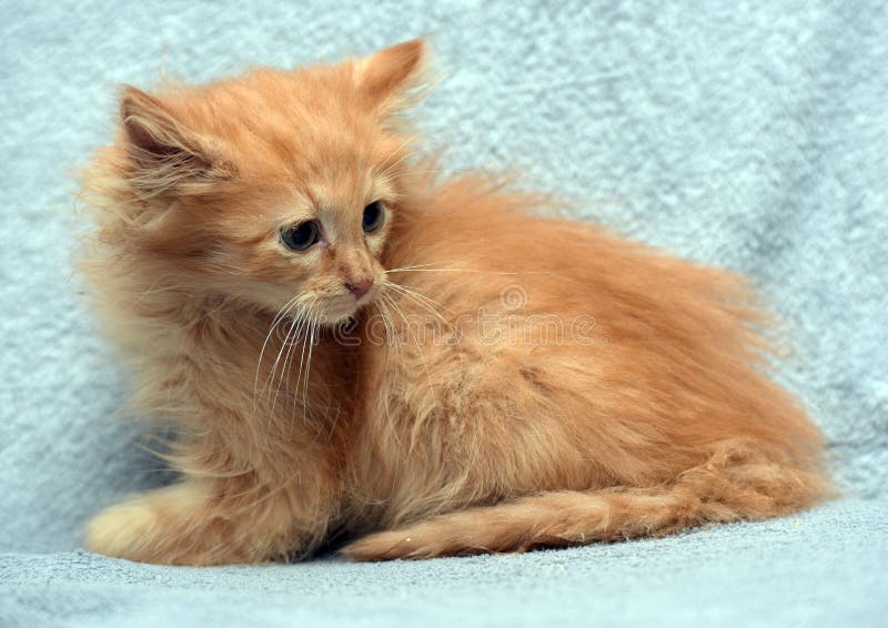 Fluffy Scared Cat on a White Background. Stock Image - Image of playful ...