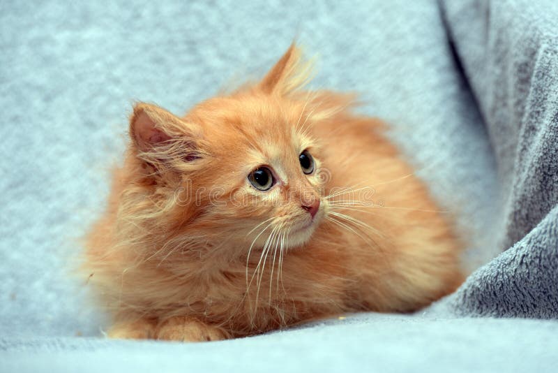 Little Red Fluffy Scared Kitten Stock Photo - Image of kitty, color ...