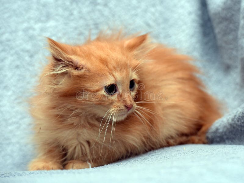 Little Red Fluffy Scared Kitten Stock Image - Image of baby, curiosity ...