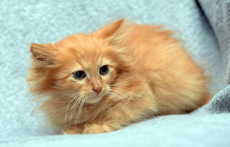 Fluffy Scared Cat on a White Background. Stock Image - Image of playful ...