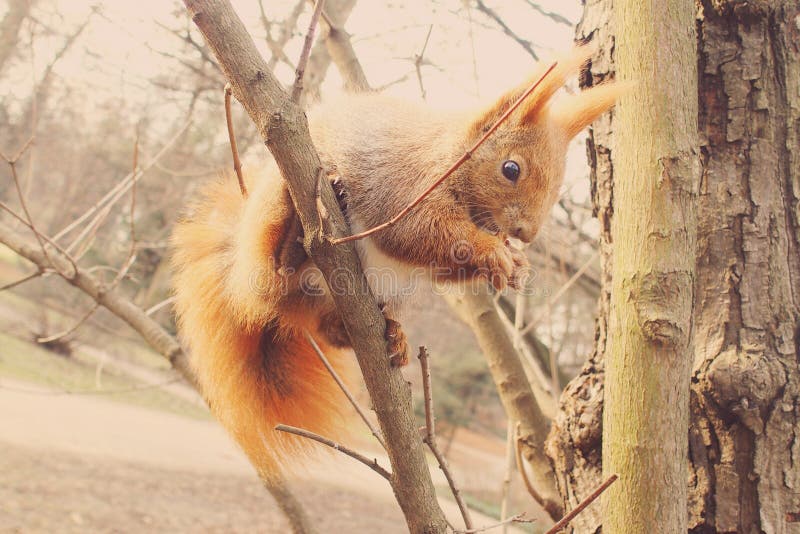 Little Red Fluffy Squirrel Jumping in a Tree in Autumn Park Stock Photo ...