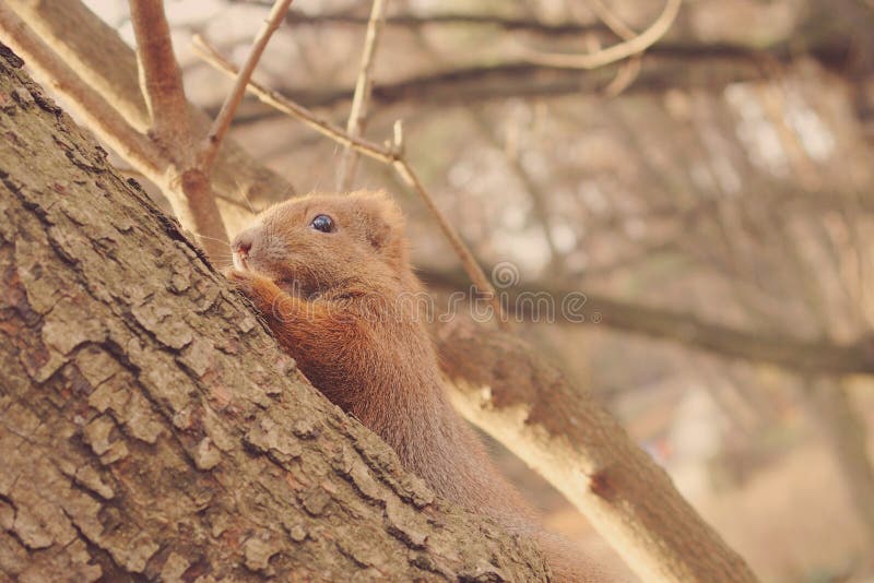 Little Red Fluffy Squirrel Jumping in a Tree in Autumn Park Stock Photo ...