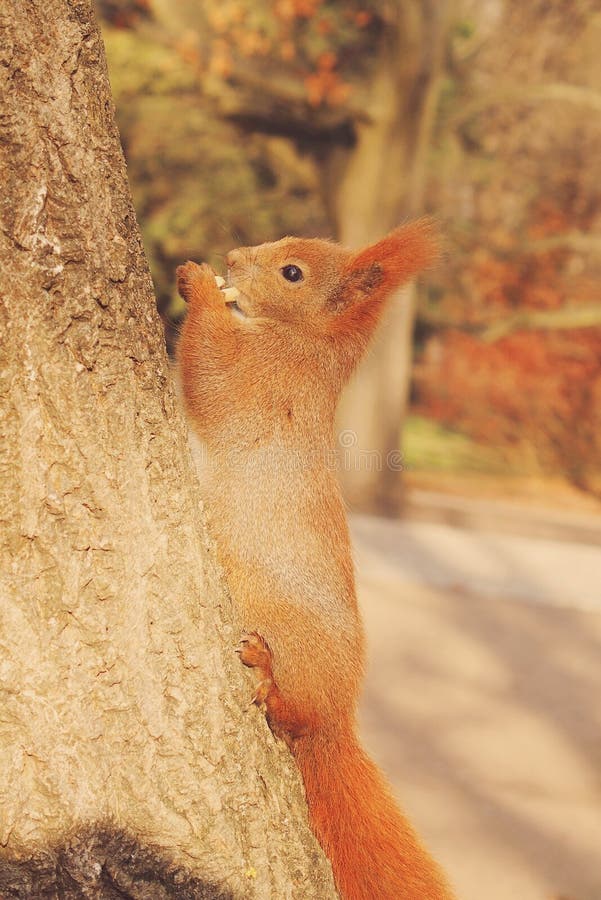 Little Red Fluffy Squirrel Jumping in a Tree in Autumn Park Stock Photo ...