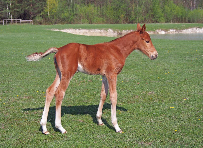 Little Red Foal on Green Lawn Stock Photo - Image of landscape, farm ...