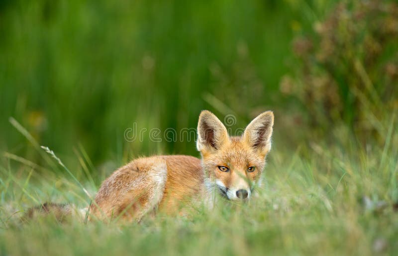 Little Red fox stock image. Image of national, cute, clea - 26094189