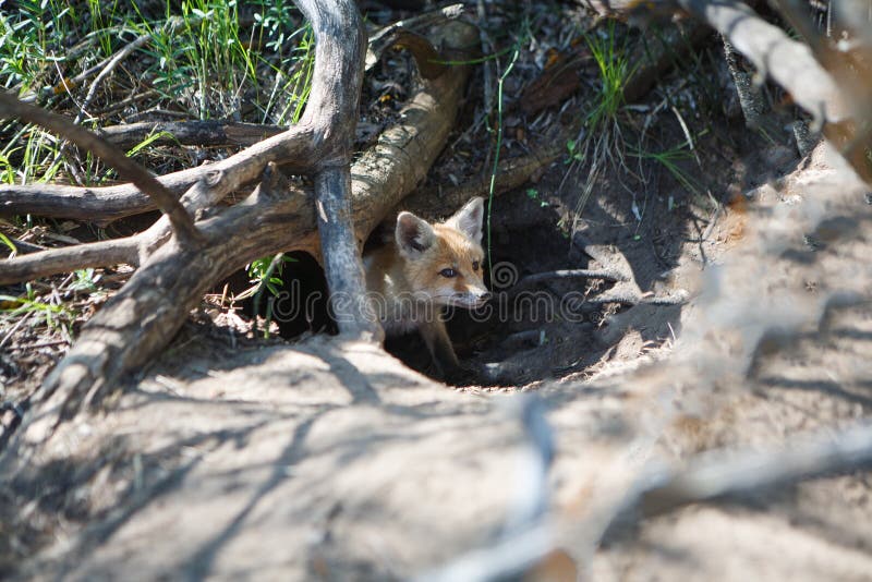 Rabbit by burrow stock photo. Image of mammal, hole, young - 4711852