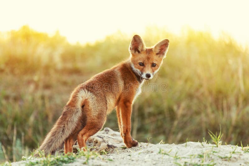 Little Red Fox Near His Hole in Beautiful Evening Light Stock Image ...