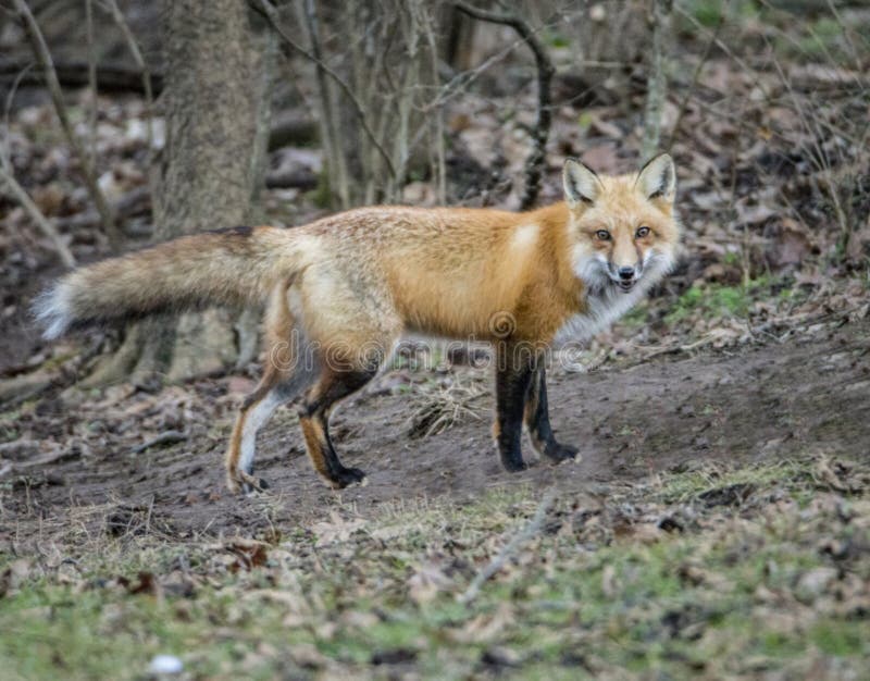 Little Red Fox is Surprised and Stares at the Camera. Stock Photo ...