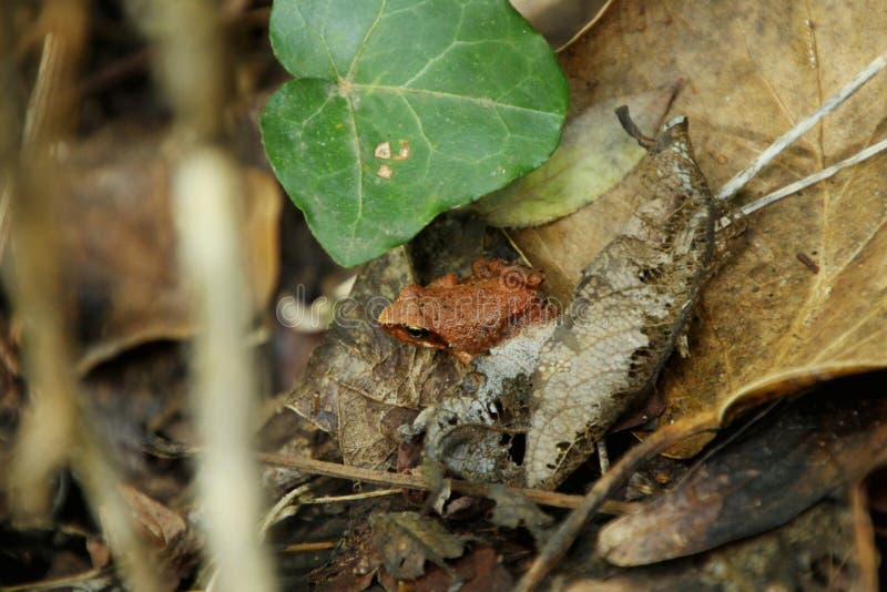 A Little Red Frog is Hidden among the Fallen Leaves Stock Image - Image ...