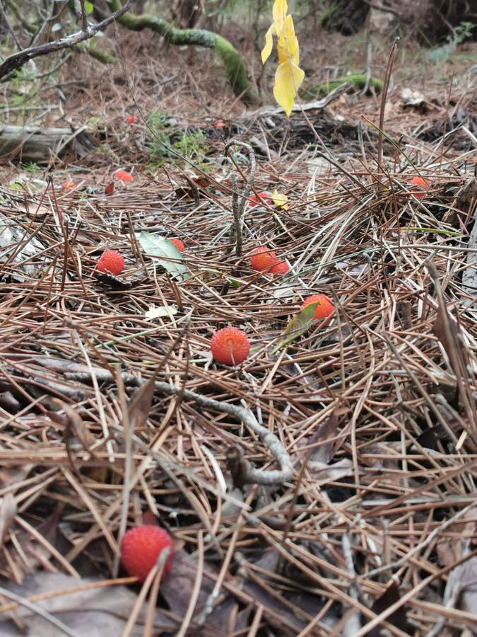Little red fruit in forest stock image. Image of fruit - 165397795