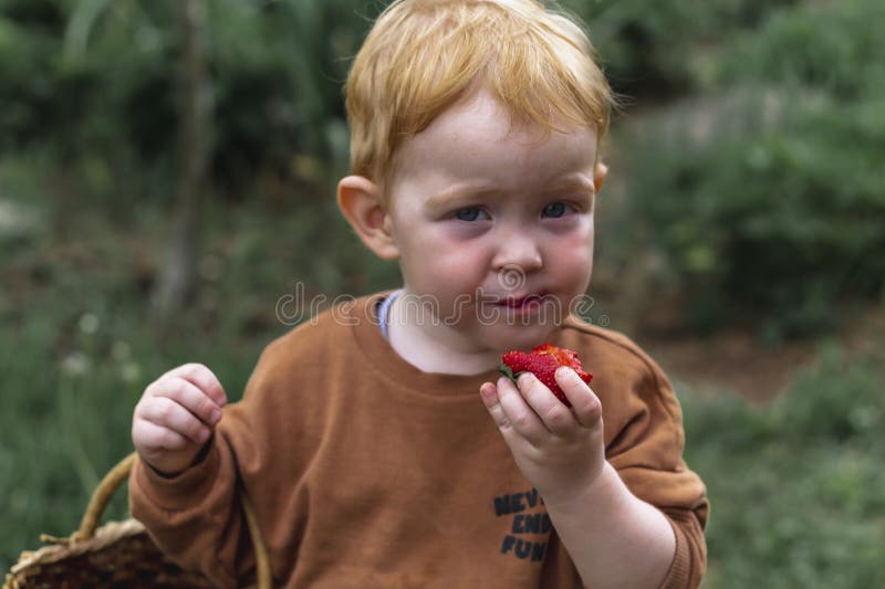 A Little Red-haired Boy is Biting Red Ripe Strawberries in the Garden ...