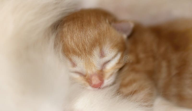 Little Red-haired Newborn Kitten Stock Photo - Image of macro, lying ...