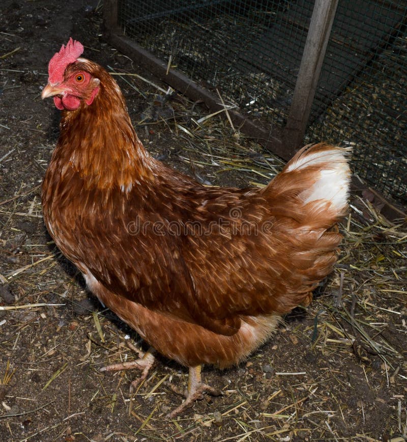 Little Red Hen stock photo. Image of close, chickens - 46533872