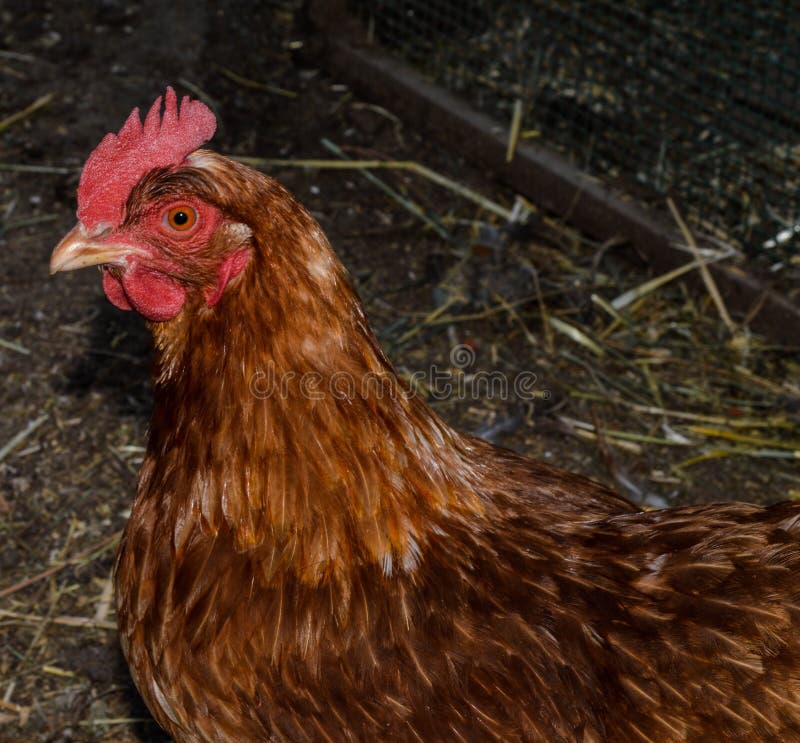 Little Red Hen stock photo. Image of close, chickens - 46533872