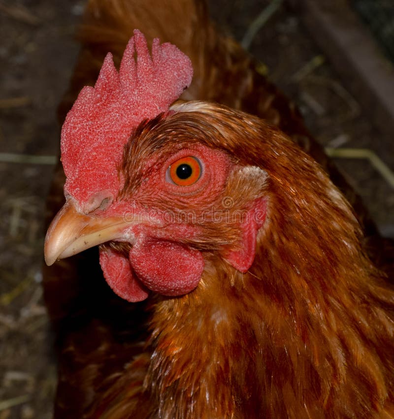 Little Red Hen Even Closer stock photo. Image of closer - 46533876