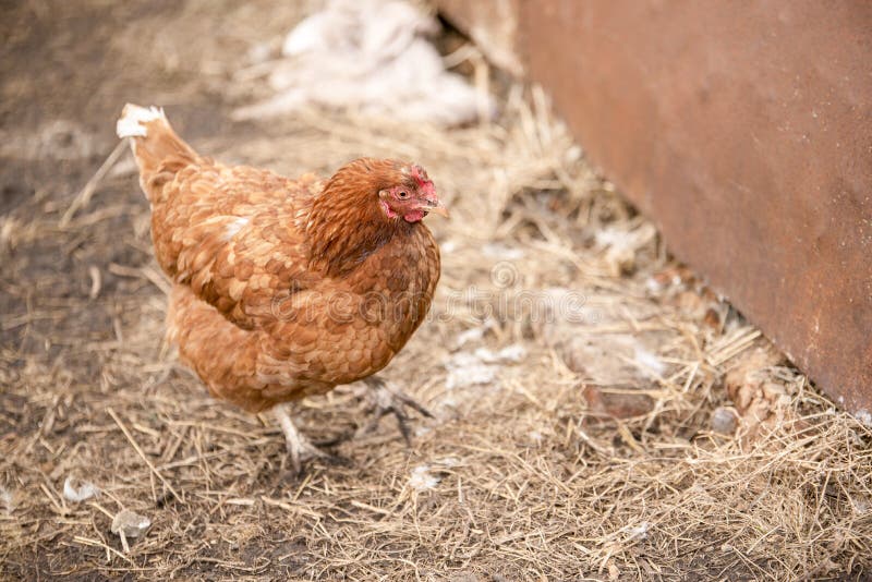 The little red hen stock photo. Image of grey, country - 117621100