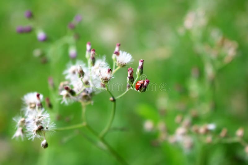 Little Red Insects with Flowering Grass. Stock Image - Image of season ...