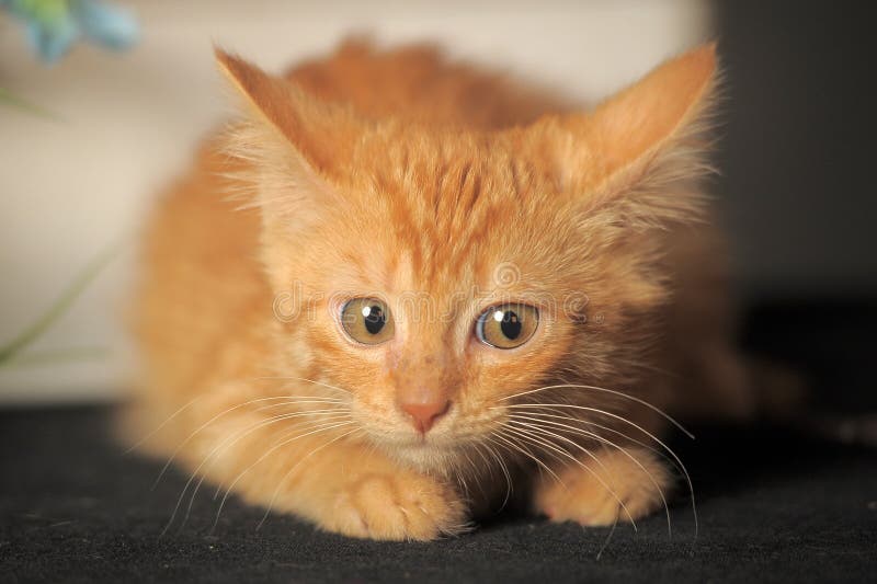 Little red kitten stock photo. Image of kitten, kitty - 38446664