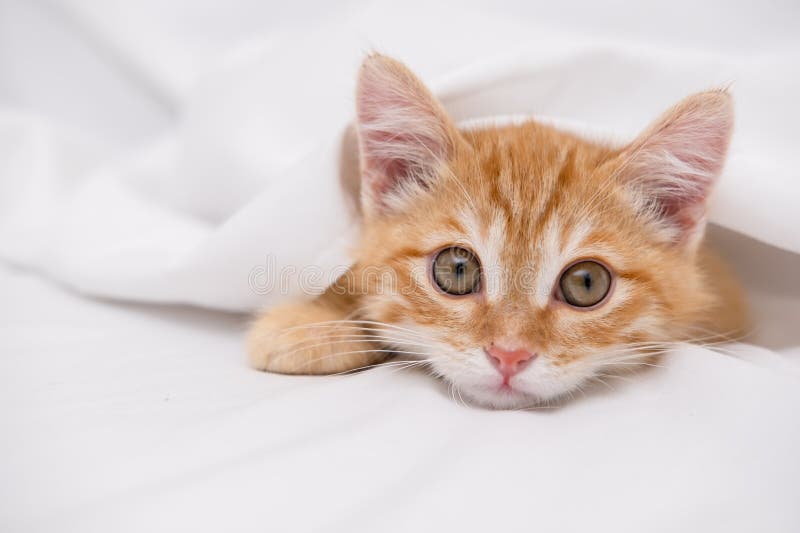 Little Red Kitten Lying on a White Sheet Stock Photo - Image of emotion ...