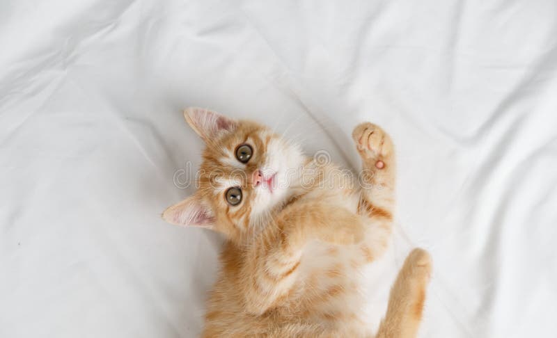 Little Red Kitten Lying on a White Sheet Stock Image - Image of fluffy ...
