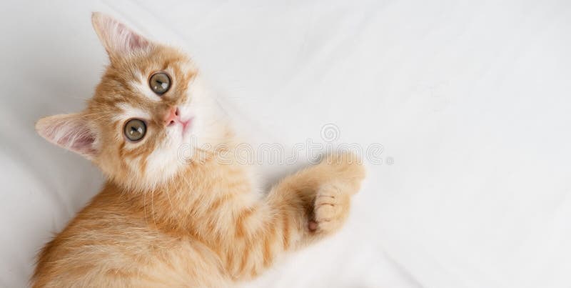 Little Red Kitten Lying on a White Sheet Stock Photo - Image of home ...