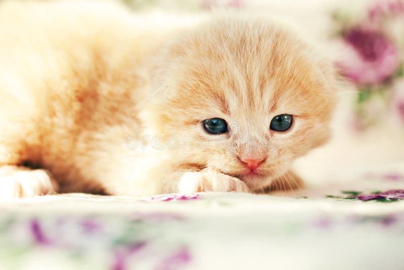 Sad little kitty stock photo. Image of little, beige - 33925460