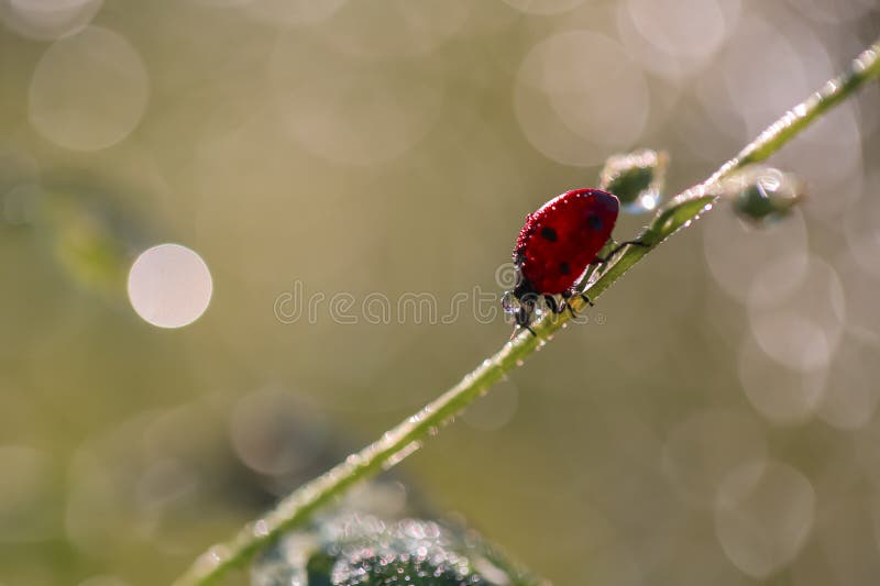 Little Red Ladybug on a Flower with Bokeh Background, Macro Stock Image ...