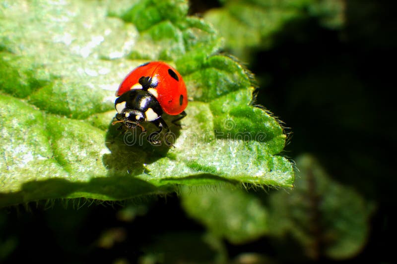 Little Red Ladybug on Fresh Green Leaf in Summertime Stock Photo ...