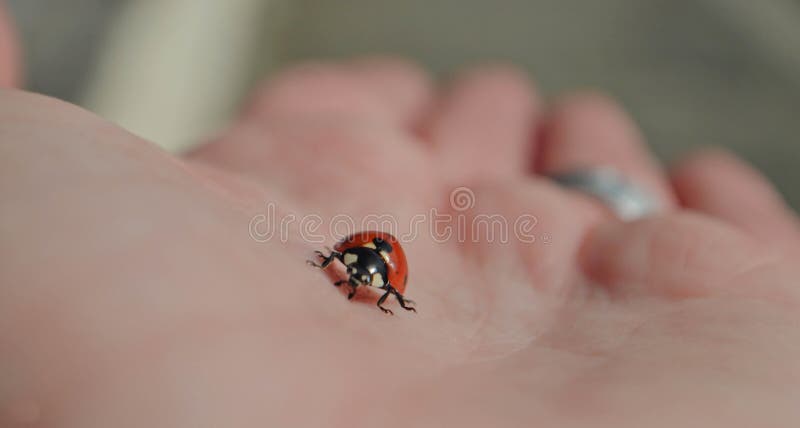 Little Red Ladybug on the Hand Stock Photo - Image of insects, animal ...