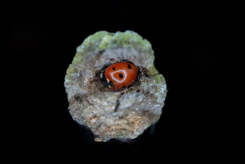 Little Red Ladybug, an Insect Hidden in a Tree Hole in the Forest ...