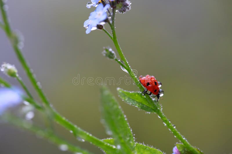 Little Red Ladybug from My Flower Garden Stock Image - Image of beetle ...
