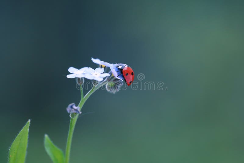 Little Red Ladybug from My Flower Garden Stock Photo - Image of ecology ...