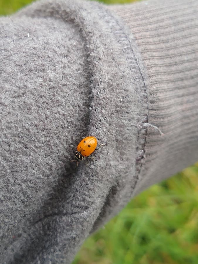 Ladybug with No Spots, on a Leaf of Grass Stock Image - Image of ...