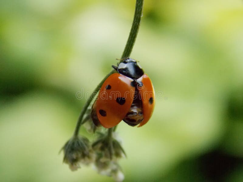 Little Red Ladybug is Trying To Fly Stock Photo - Image of beetle ...