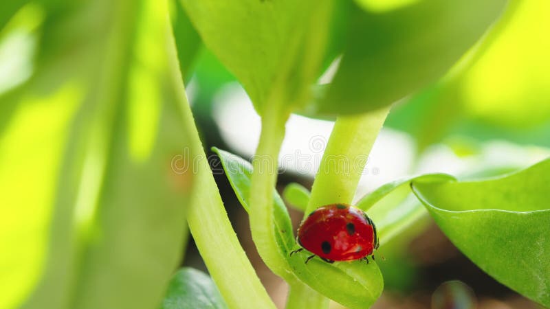 Little Red Ladybug Walk through the Basil Plants Stock Footage - Video ...