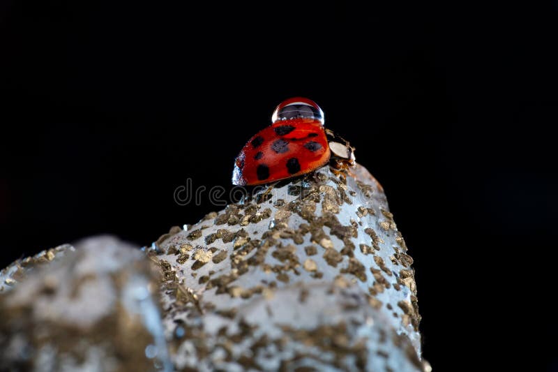 A Little Red Ladybug is Walking with a Drop on Her Back. Stock Photo ...