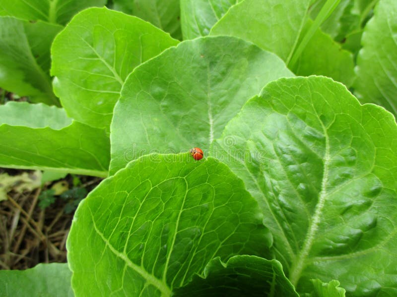 Little Red Ladybug Walking on the Edge of Bright Green Vegetable Leaf ...