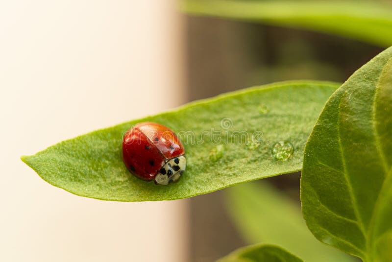 Little Red Ladybugs on Green Fabric Close Up Micro Shot Stock Image ...