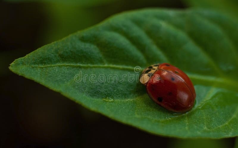 Little Red Ladybugs on Green Fabric Close Up Micro Shot Stock Photo ...