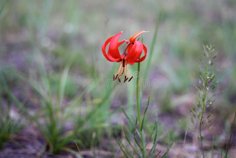 Little red lily stock photo. Image of asia, lilium, stamens - 97116160