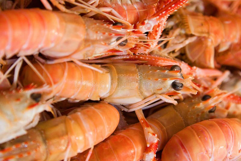 Crab stock image. Image of shellfish, gifts, fish, fauna - 1098011